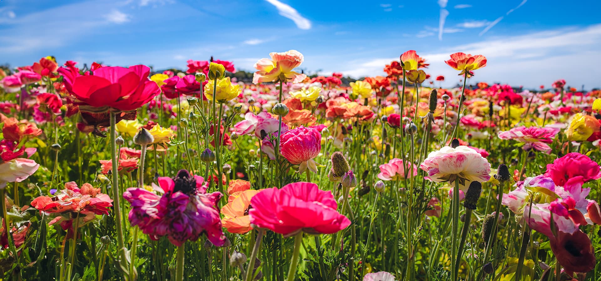 spring field flowers